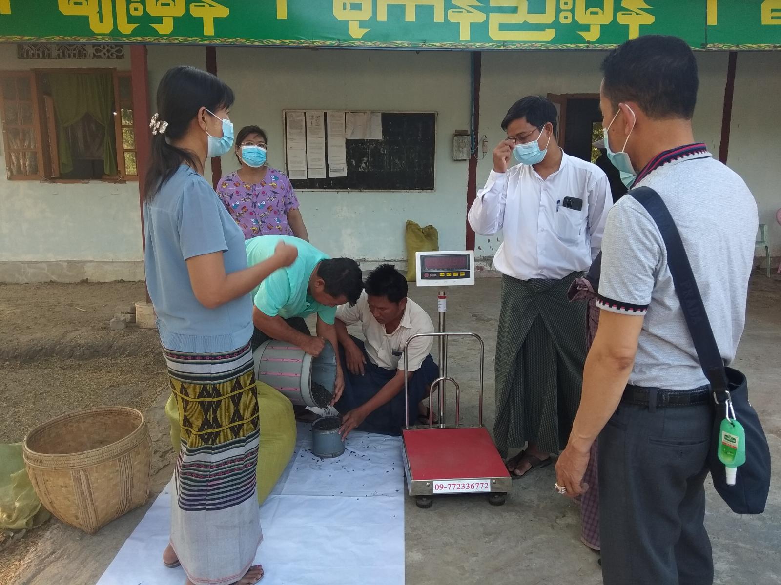 နတ်မောက်မြို့နယ်တွင် နေကြာတိုးချဲ့စိုက်ပျိုးနိုင်ရေး နေကြာမျိုးစေ့များ